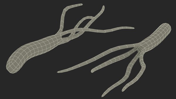 modelo 3d Bacteria Helicobacter Pylori - TurboSquid 2136655