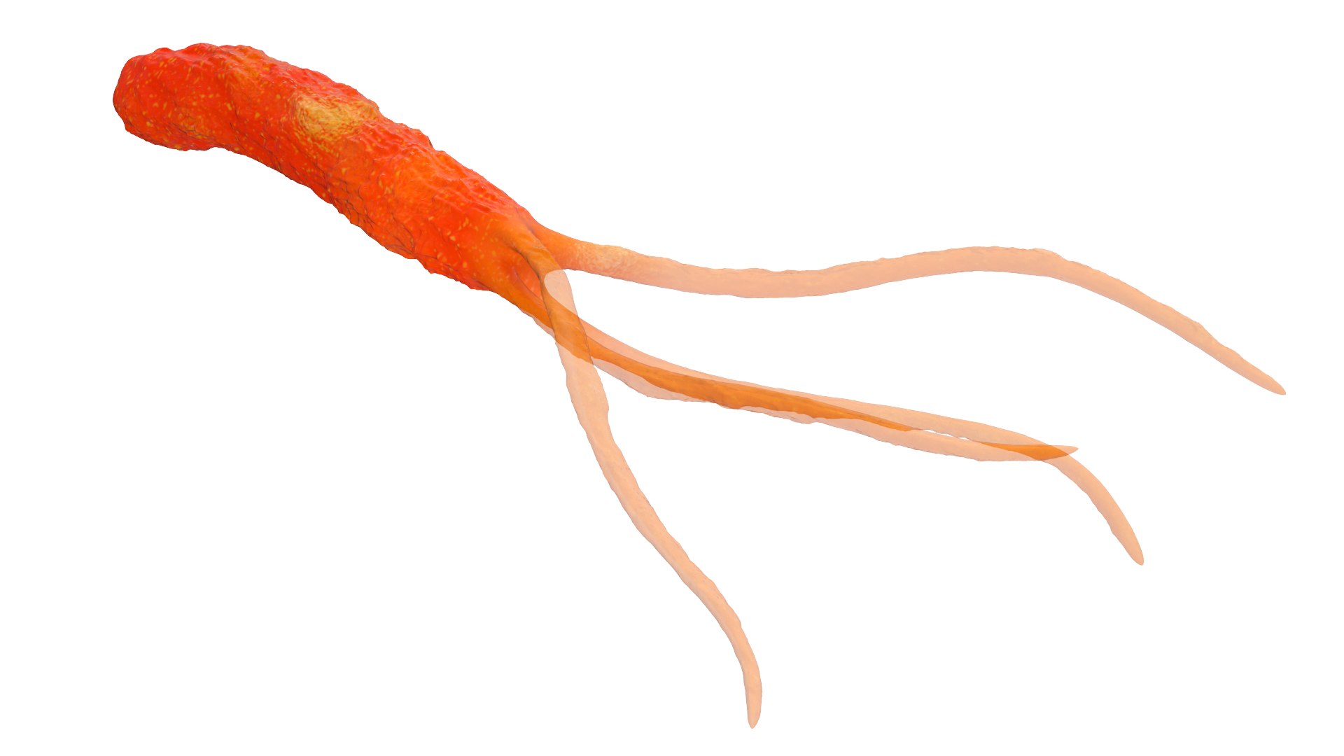 3D Helicobacter Pylori Bacteria - TurboSquid 2136655