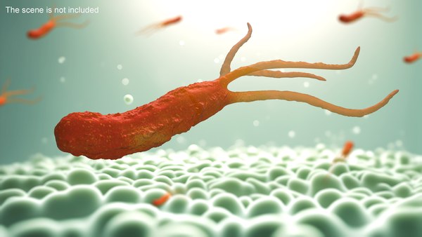 modelo 3d Bacteria Helicobacter Pylori - TurboSquid 2136655