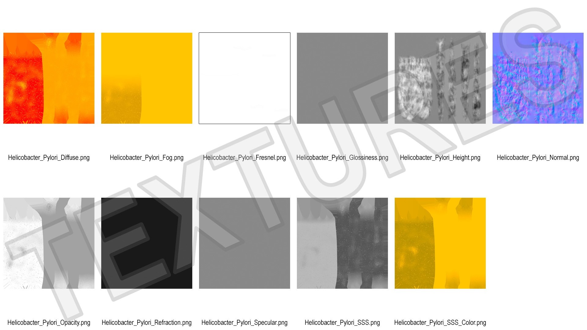 3D Helicobacter Pylori Bacteria - TurboSquid 2136655