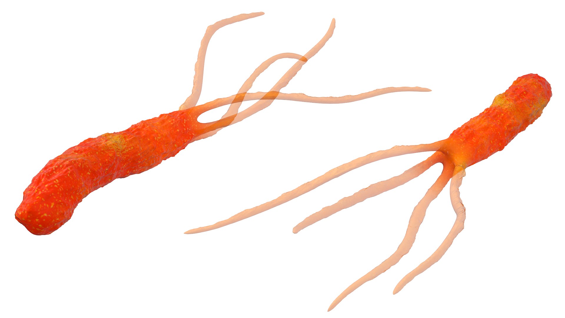 3D Helicobacter Pylori Bacteria - TurboSquid 2136655