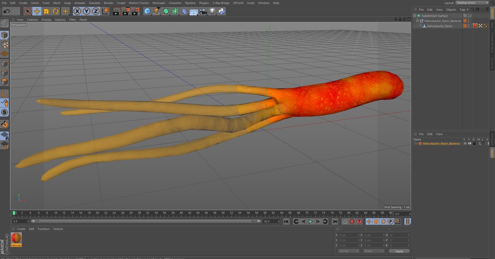 3D Helicobacter Pylori Bacteria - TurboSquid 2136655