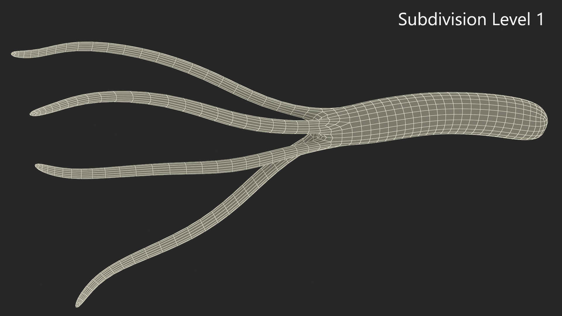 3D Helicobacter Pylori Bacteria - TurboSquid 2136655