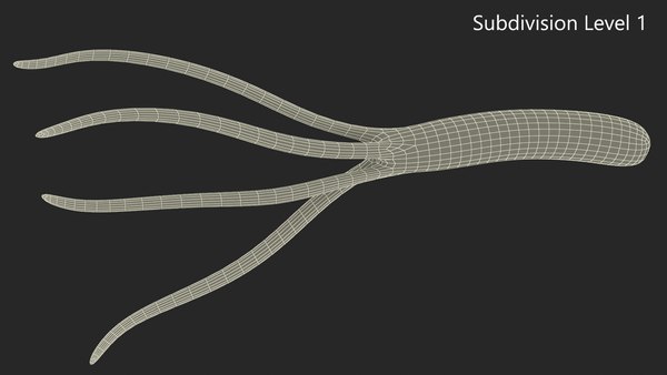 modelo 3d Bacteria Helicobacter Pylori - TurboSquid 2136655