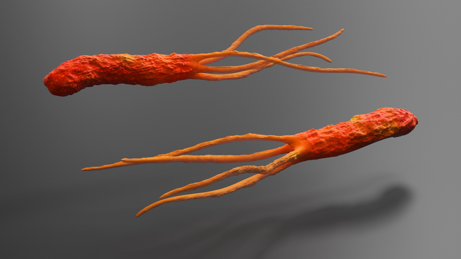 3D Helicobacter Pylori Bacteria - TurboSquid 2136655