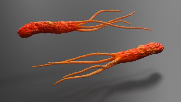 modelo 3d Bacteria Helicobacter Pylori - TurboSquid 2136655