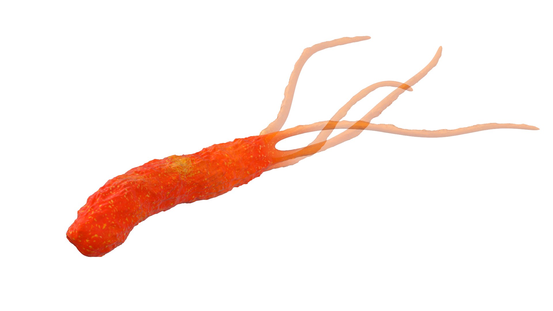 3D Helicobacter Pylori Bacteria - TurboSquid 2136655