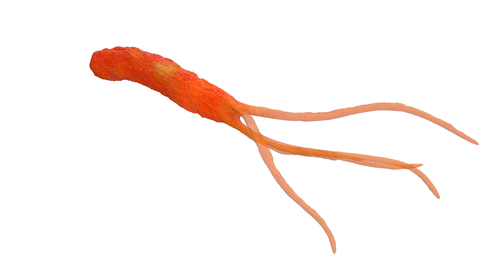 3D Helicobacter Pylori Bacteria - TurboSquid 2136655