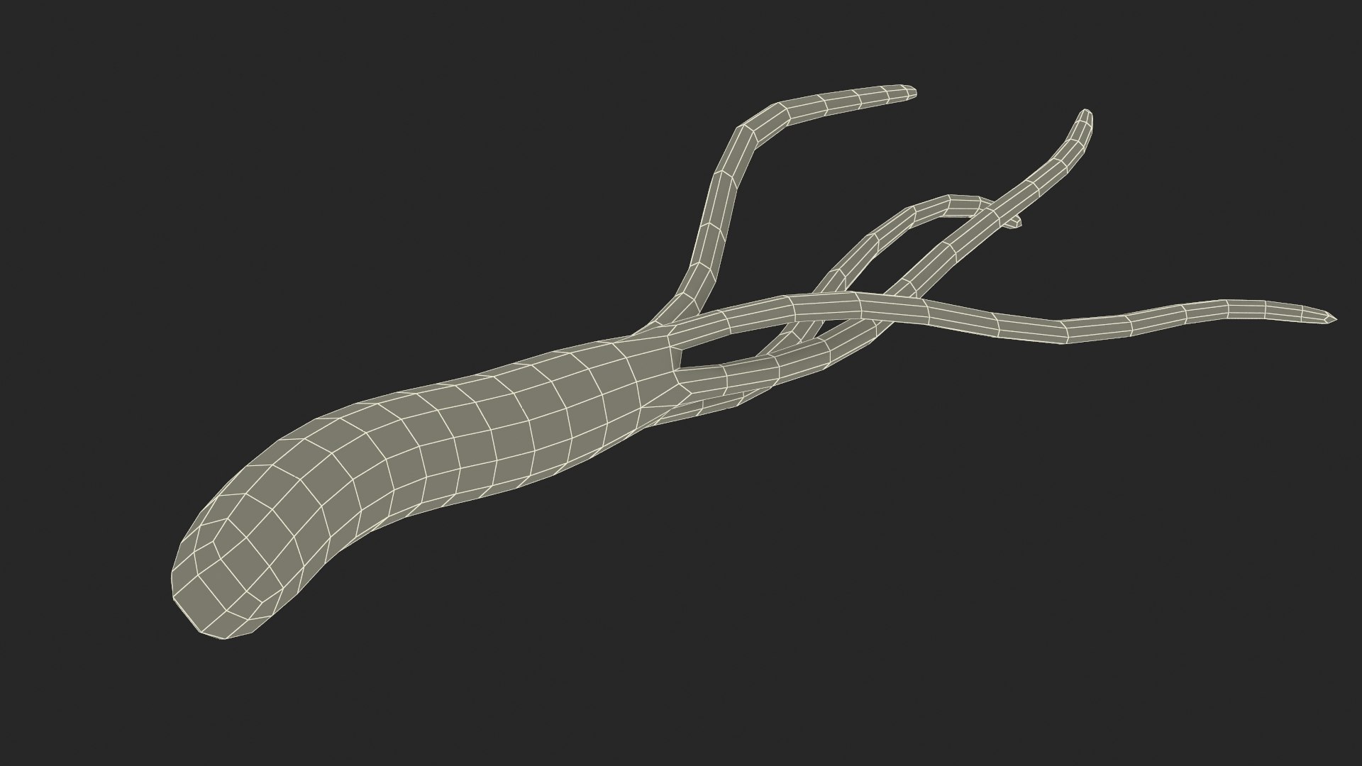 3D Helicobacter Pylori Bacteria - TurboSquid 2136655