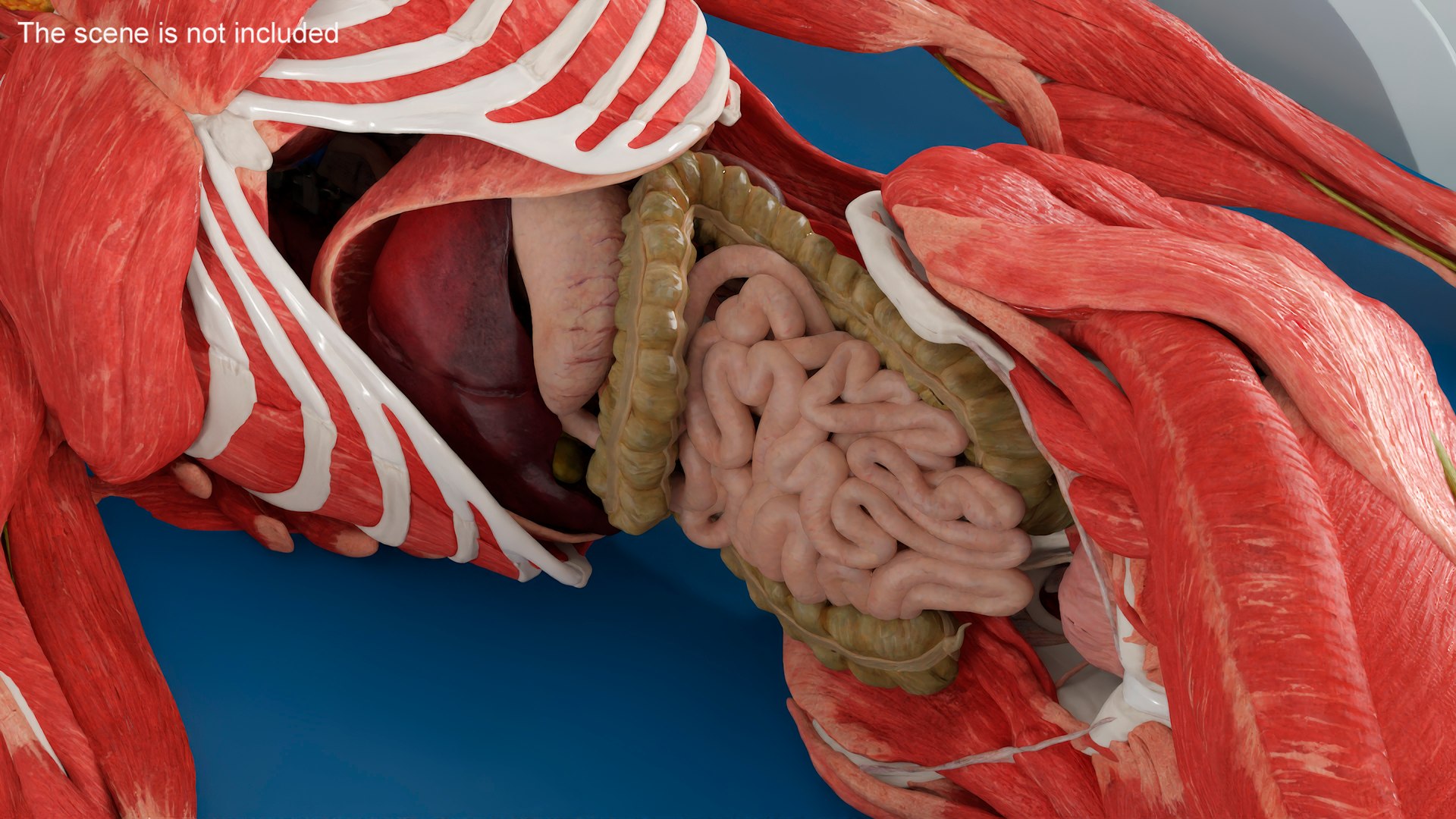 Male Full Body Anatomy Negroid Rigged For Maya 3D - TurboSquid 2307918