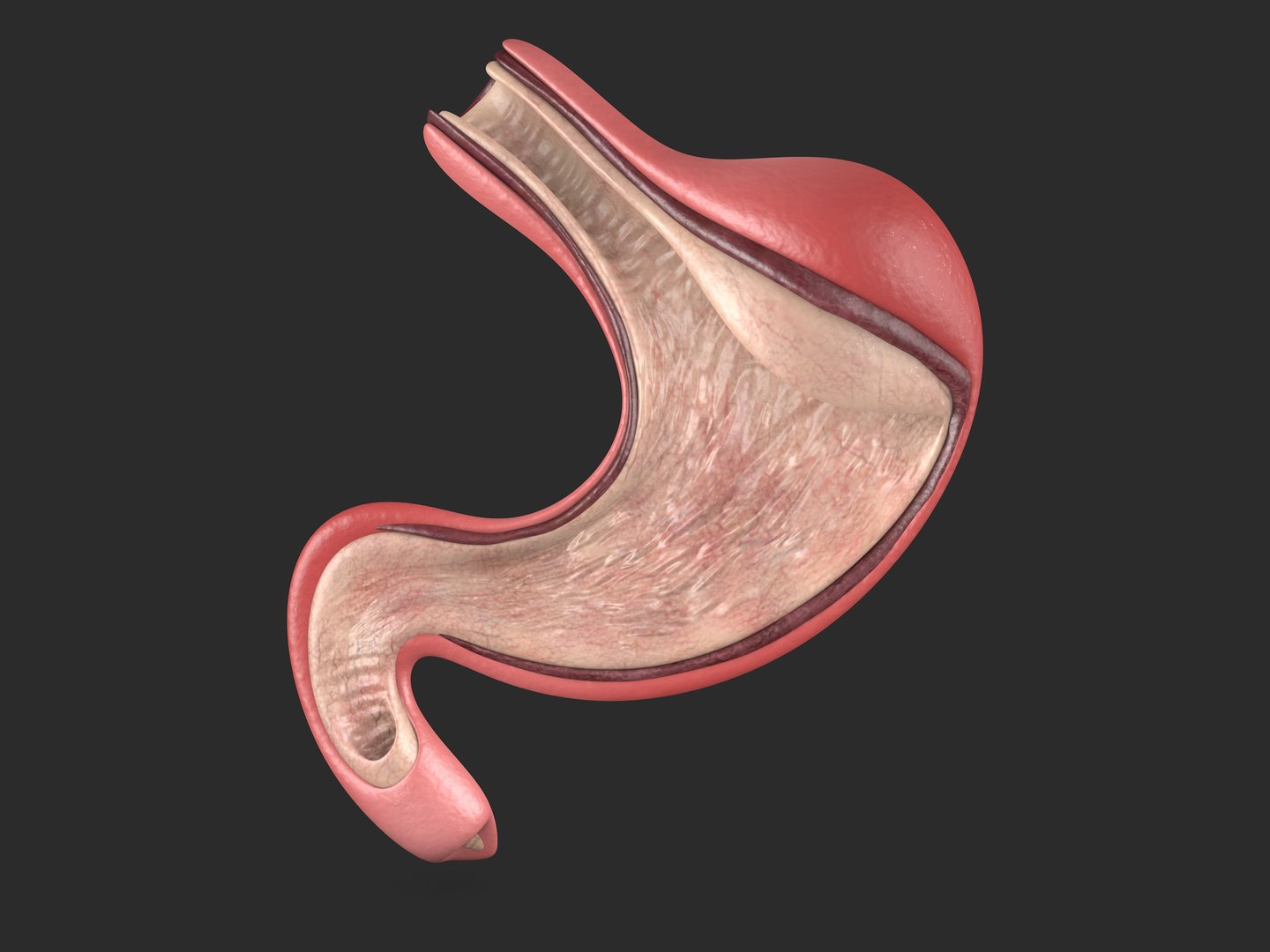 3D Human Stomach model - TurboSquid 2089840