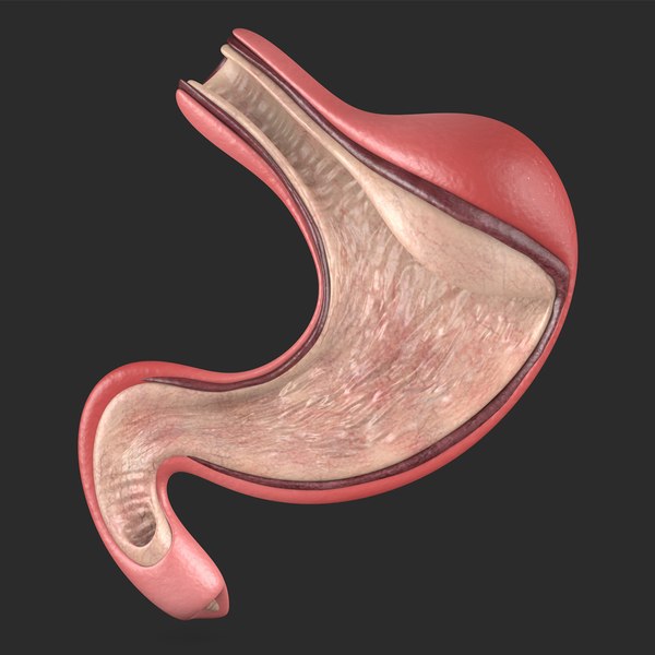 Stomach 3D Models for Download | TurboSquid