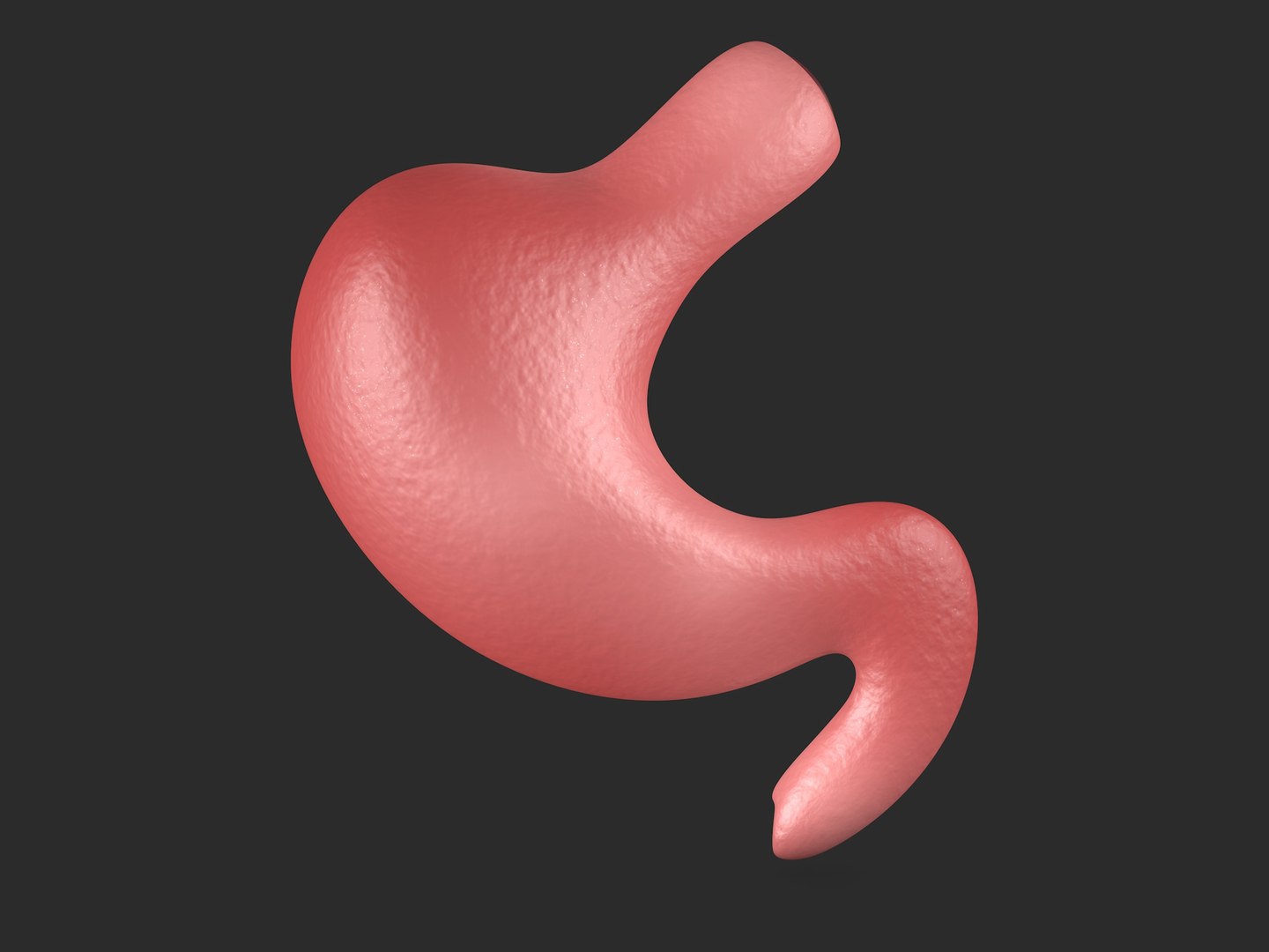 3D Human Stomach model - TurboSquid 2089840