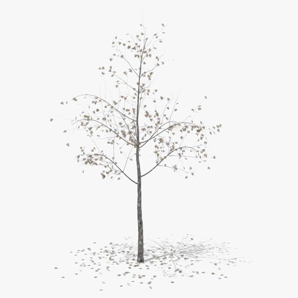 3D Hawthorn Models | TurboSquid