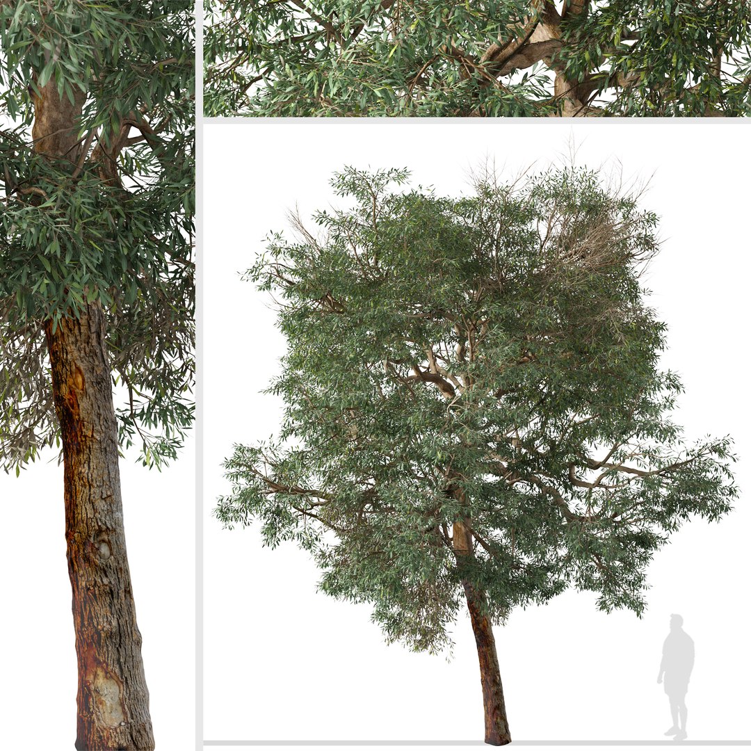 Set Of Olive Or Olea Europaea Tree Model - TurboSquid 1967895