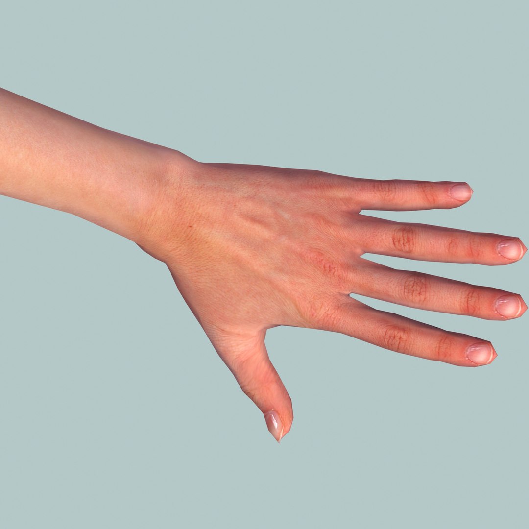 Human Arm 3d Model