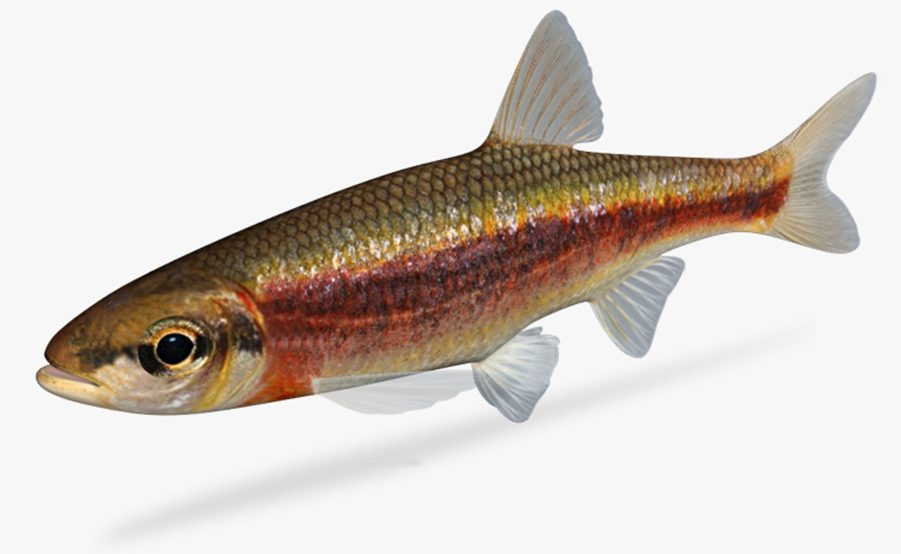 3d Clinostomus Funduloides Rosyside Dace Model