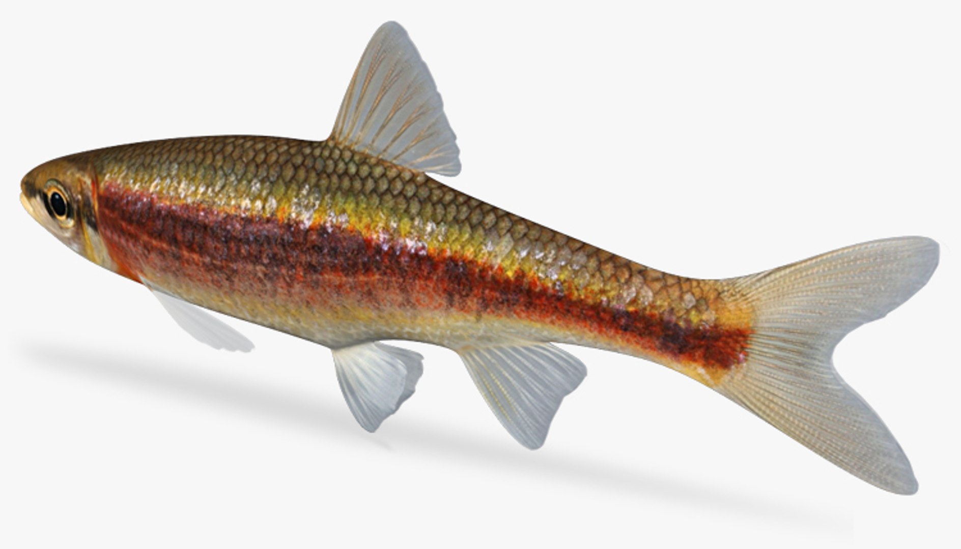 3d Clinostomus Funduloides Rosyside Dace Model