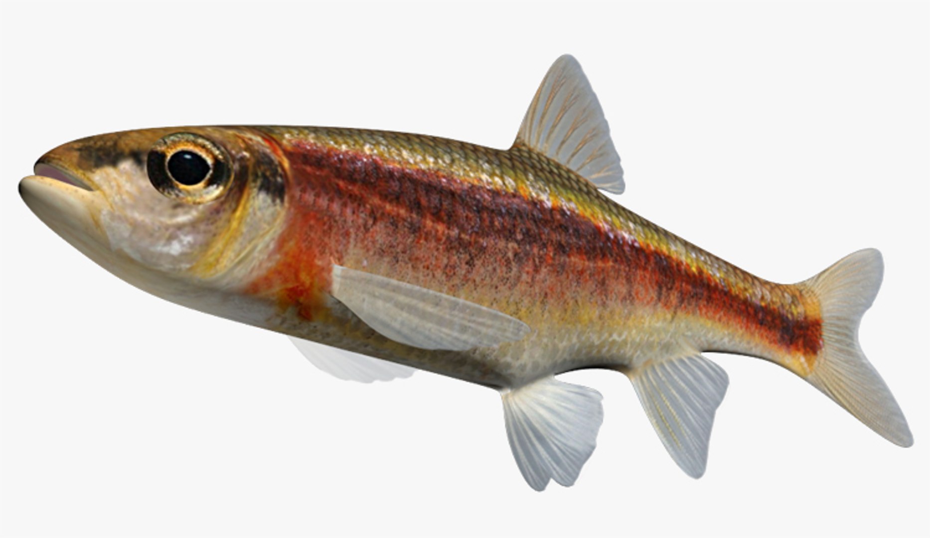 3d Clinostomus Funduloides Rosyside Dace Model