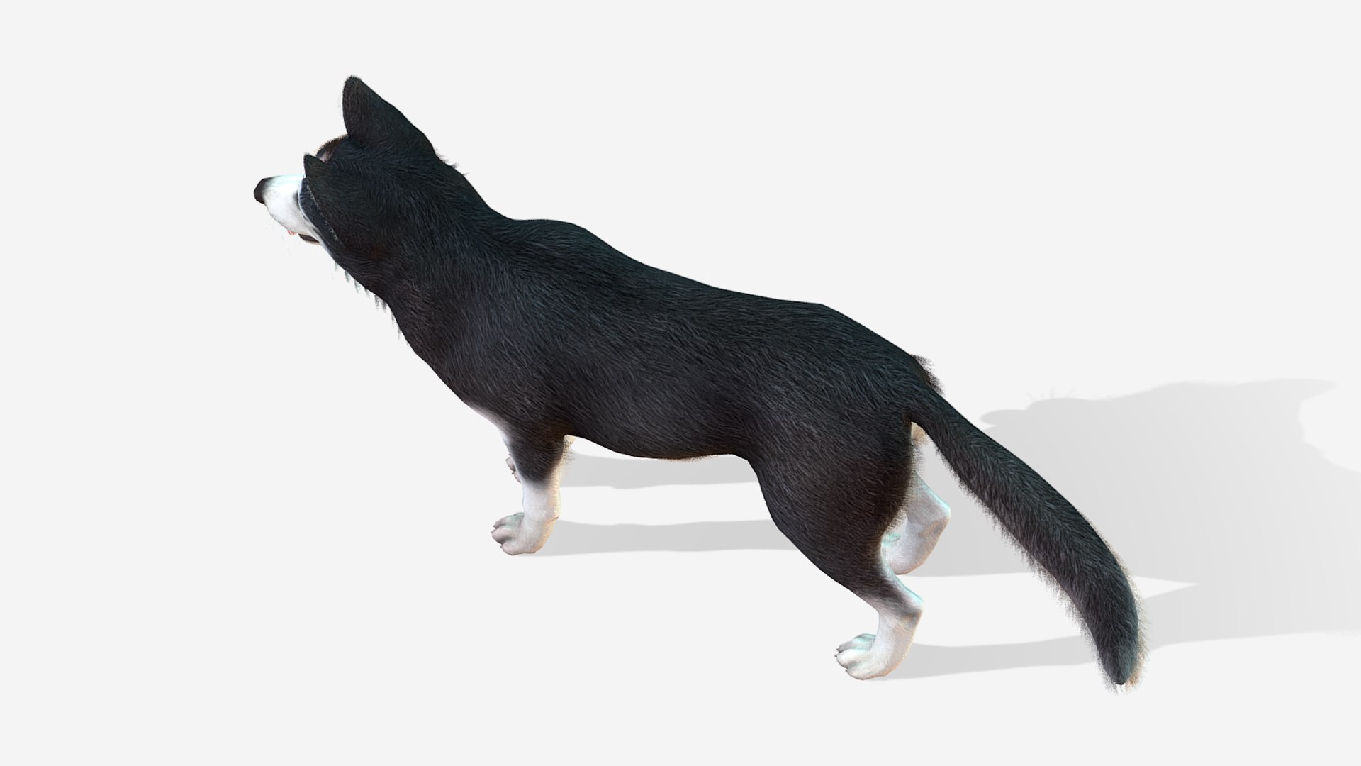 Dog - Husky 3D Model - TurboSquid 1885335