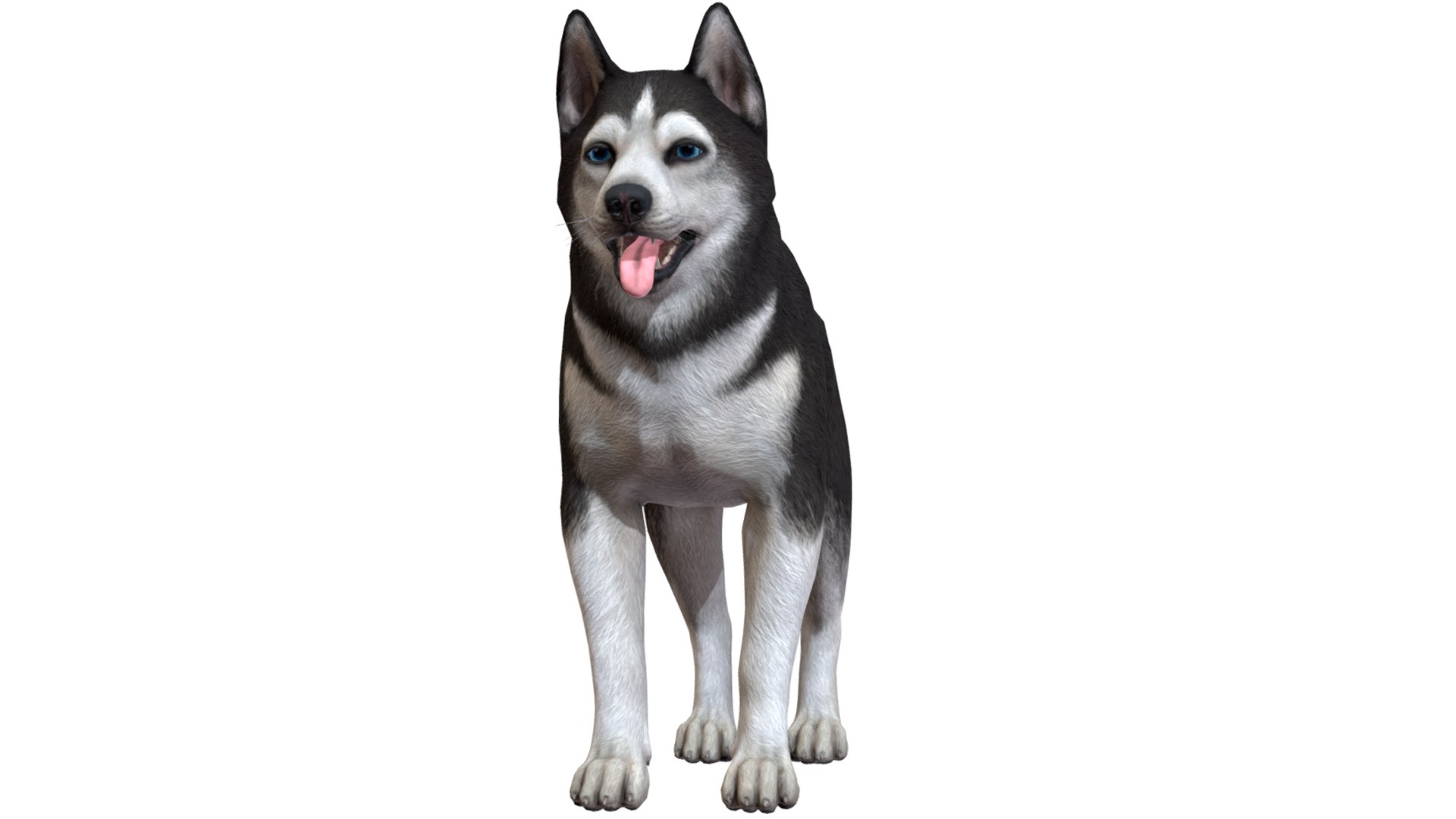 Dog - Husky 3D model - TurboSquid 1885335