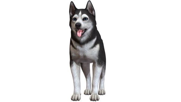 Dog - Husky 3D model - TurboSquid 1885335