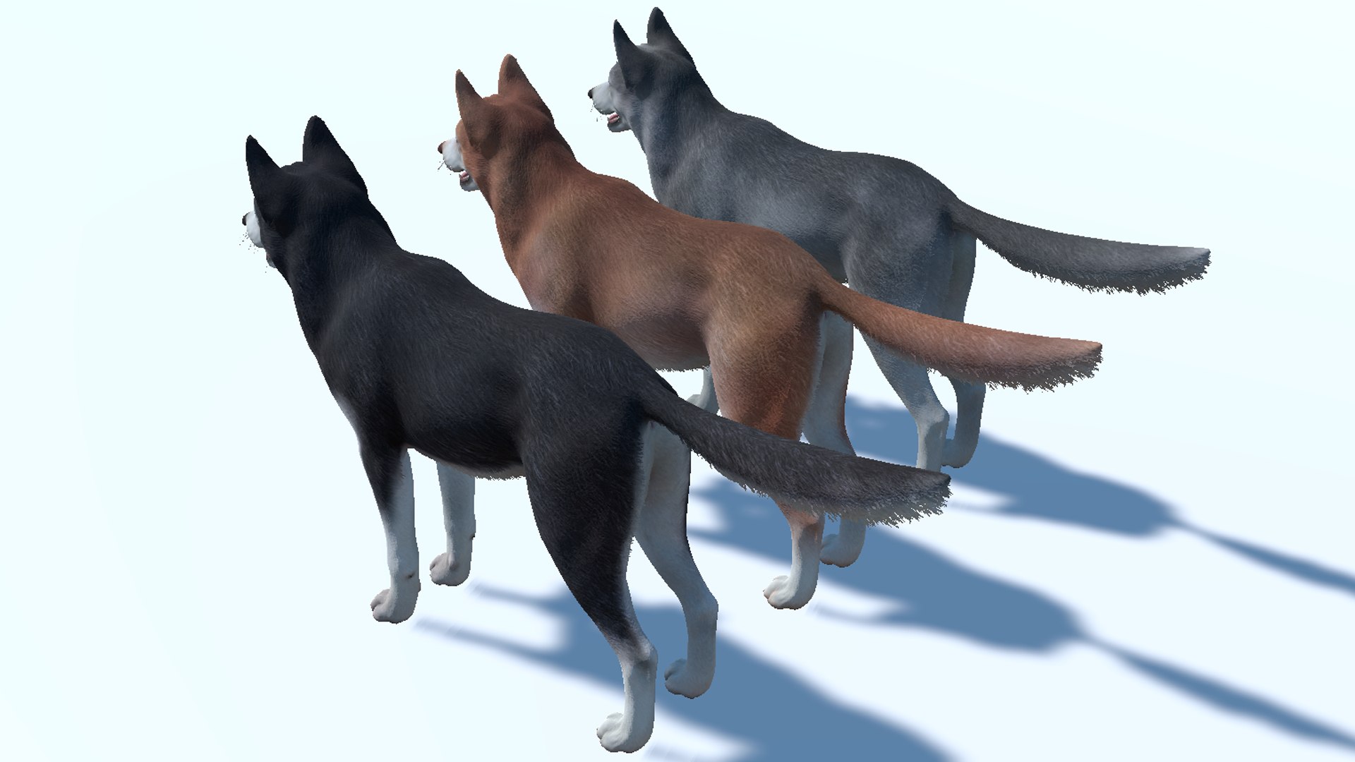Dog - Husky 3D Model - TurboSquid 1885335