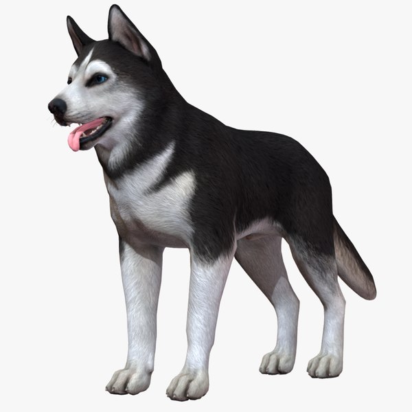 Dog - Husky 3D model - TurboSquid 1885335
