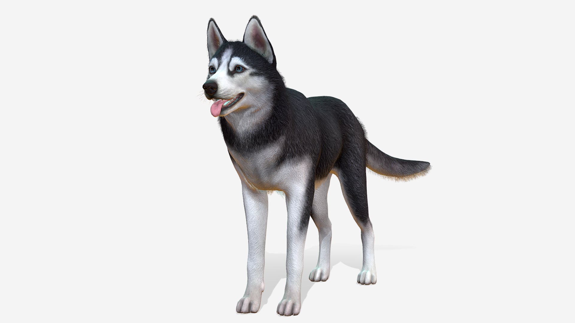 Dog - Husky 3D Model - TurboSquid 1885335