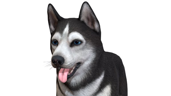 Dog - Husky 3D model - TurboSquid 1885335