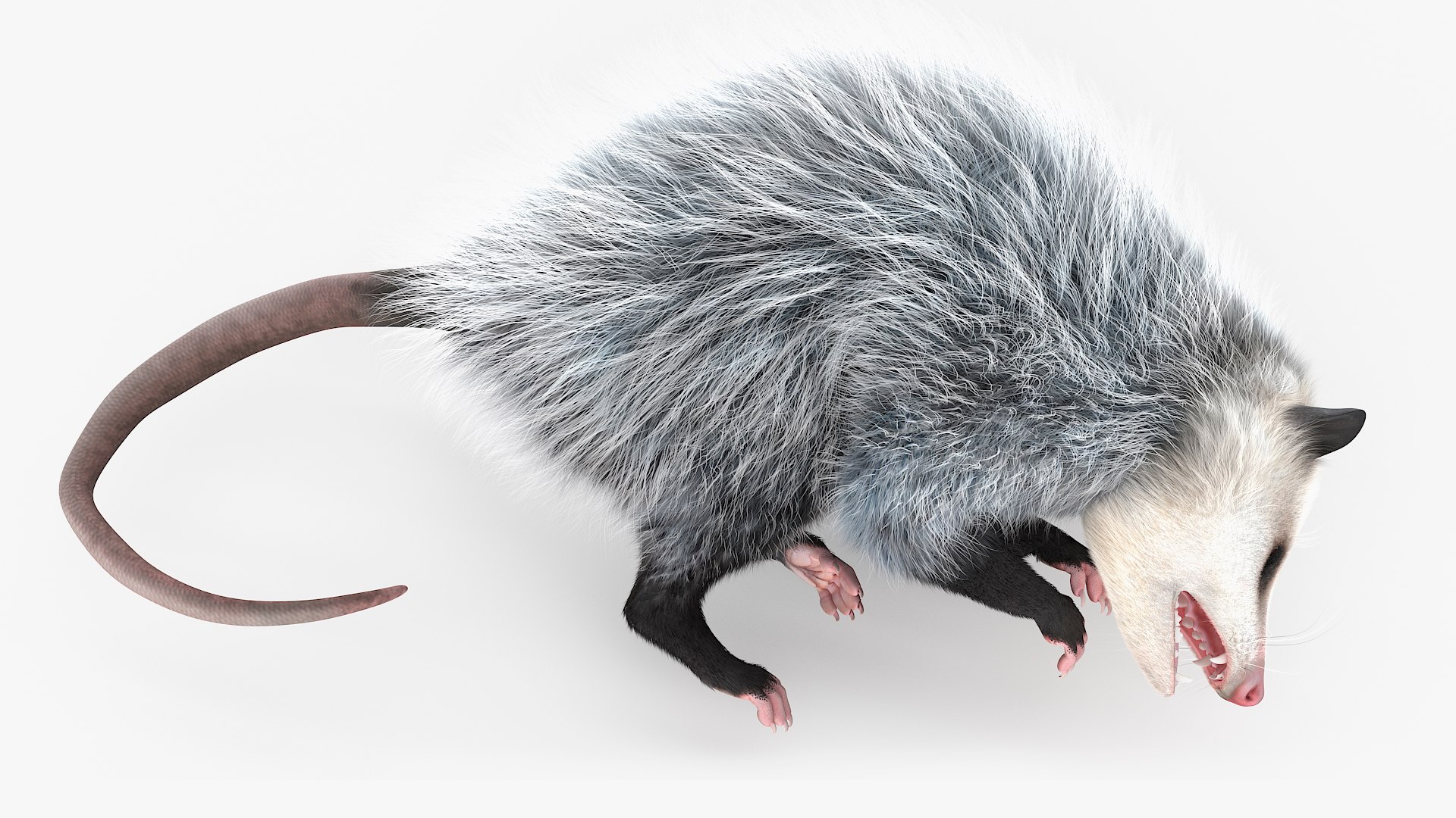 Opossum Dead Pose Fur For Maya Model - TurboSquid 2492222