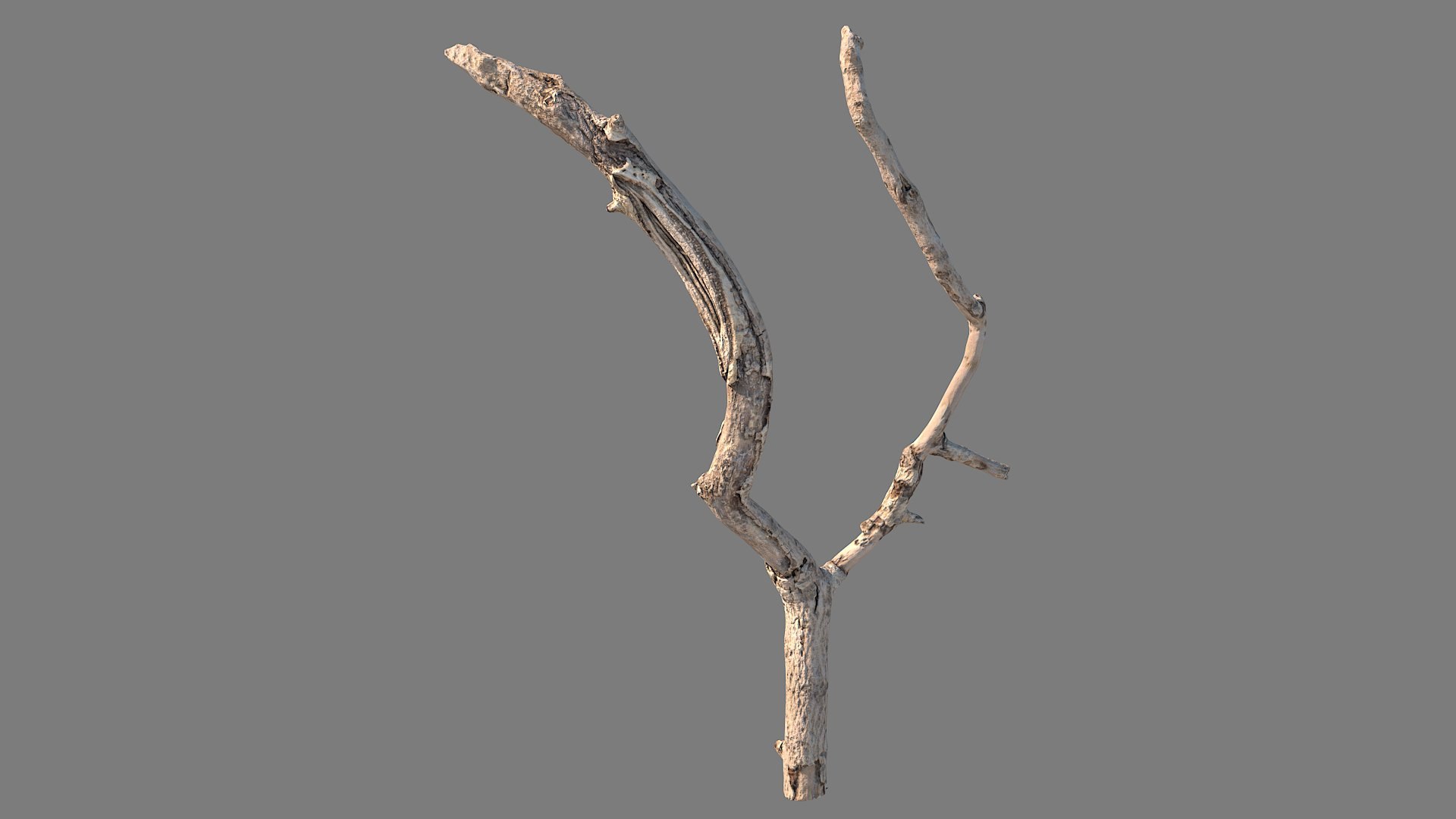 Twig Scanned 24 3D Model - TurboSquid 2088529