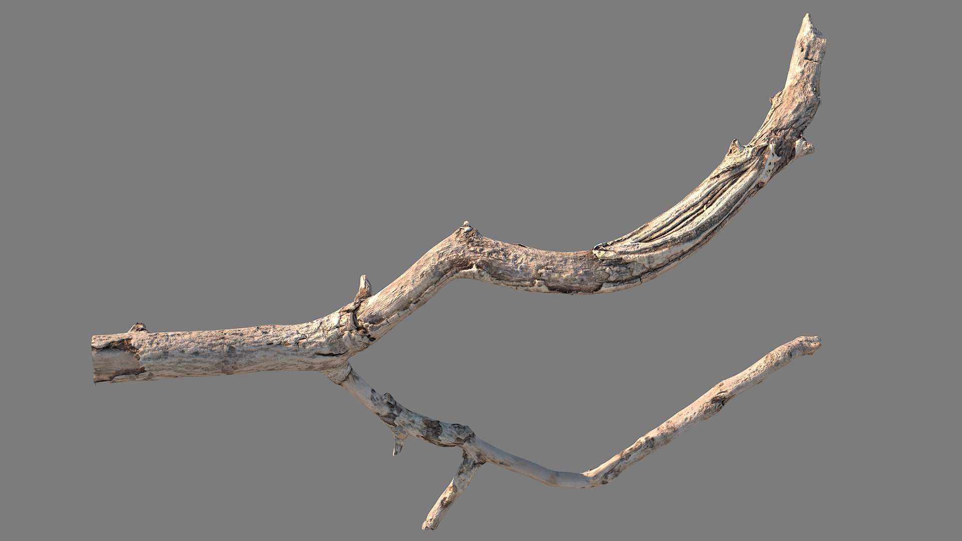 Twig Scanned 24 3D Model - TurboSquid 2088529