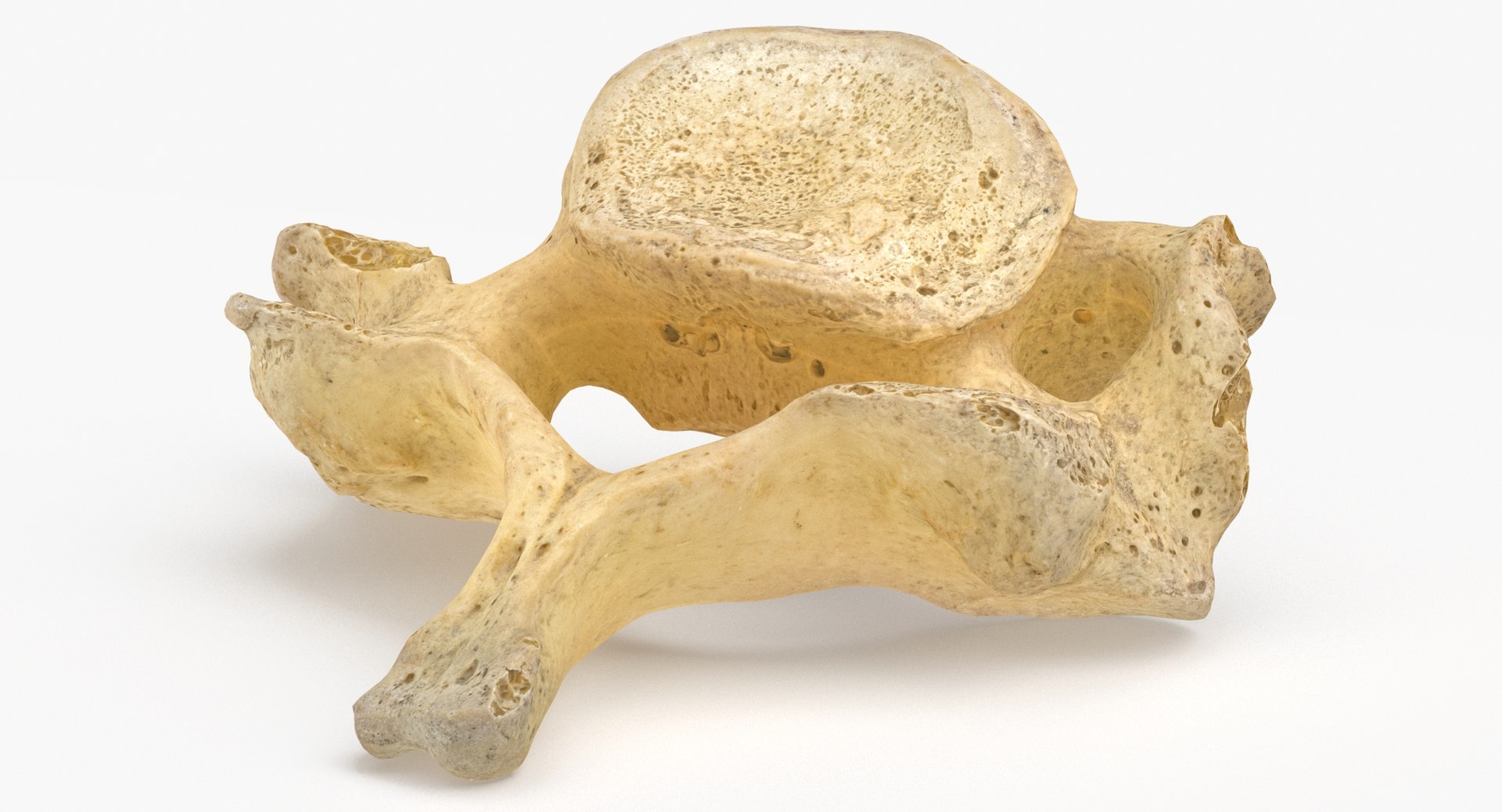 3D Cervical Vertebrae C7 Real Model - TurboSquid 1709339