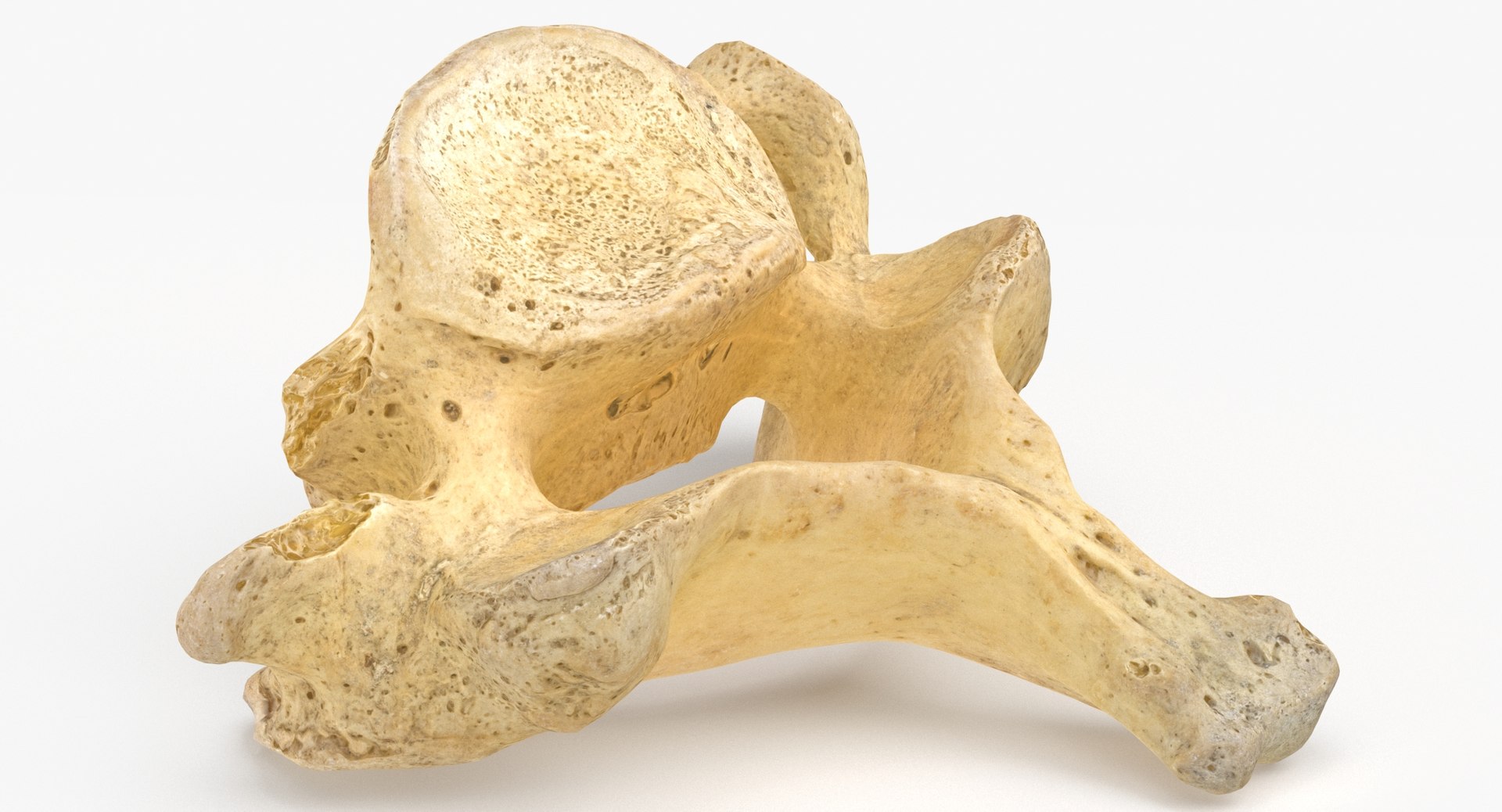 3D Cervical Vertebrae C7 Real Model - TurboSquid 1709339