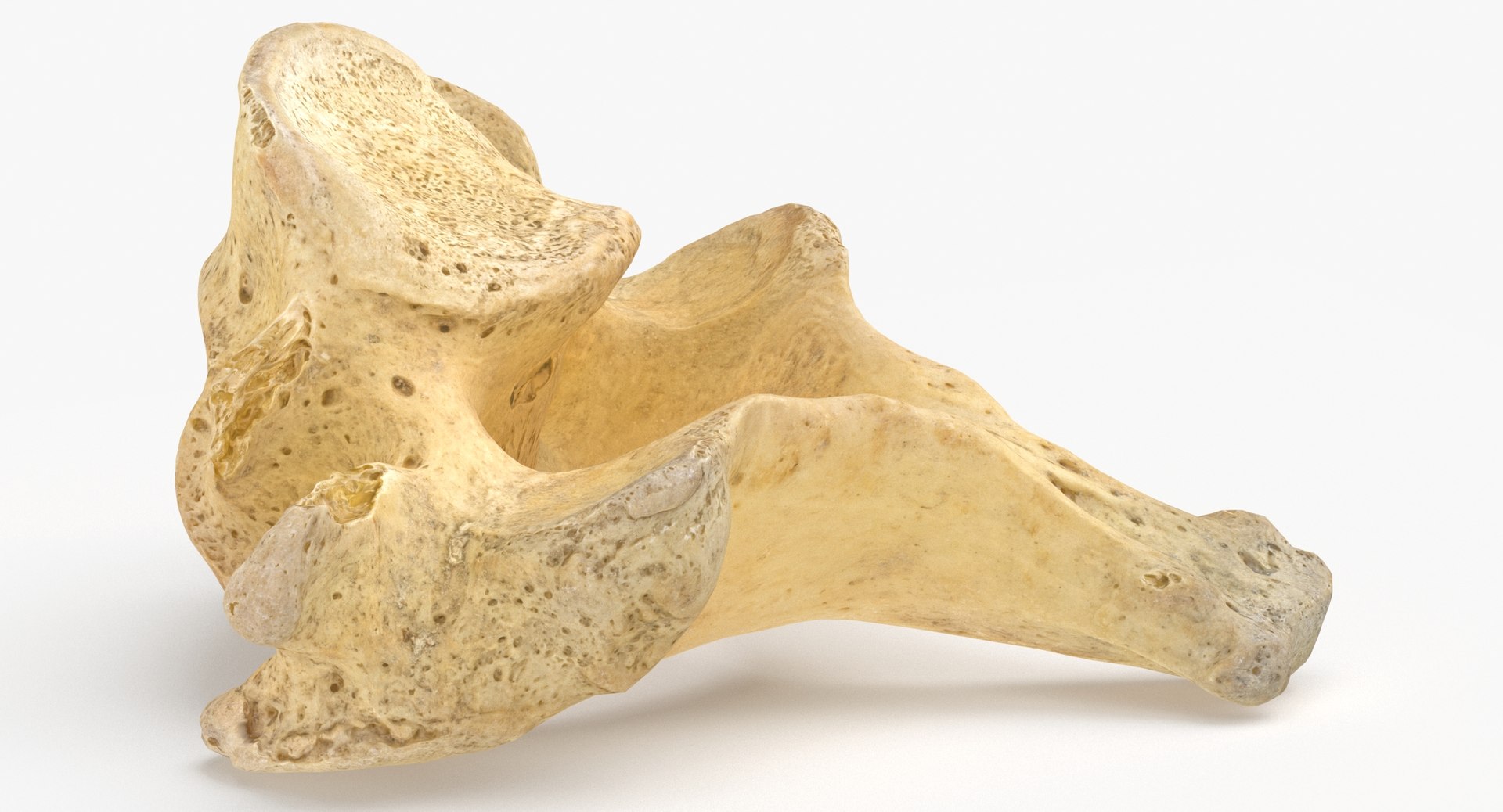 3D Cervical Vertebrae C7 Real Model - TurboSquid 1709339