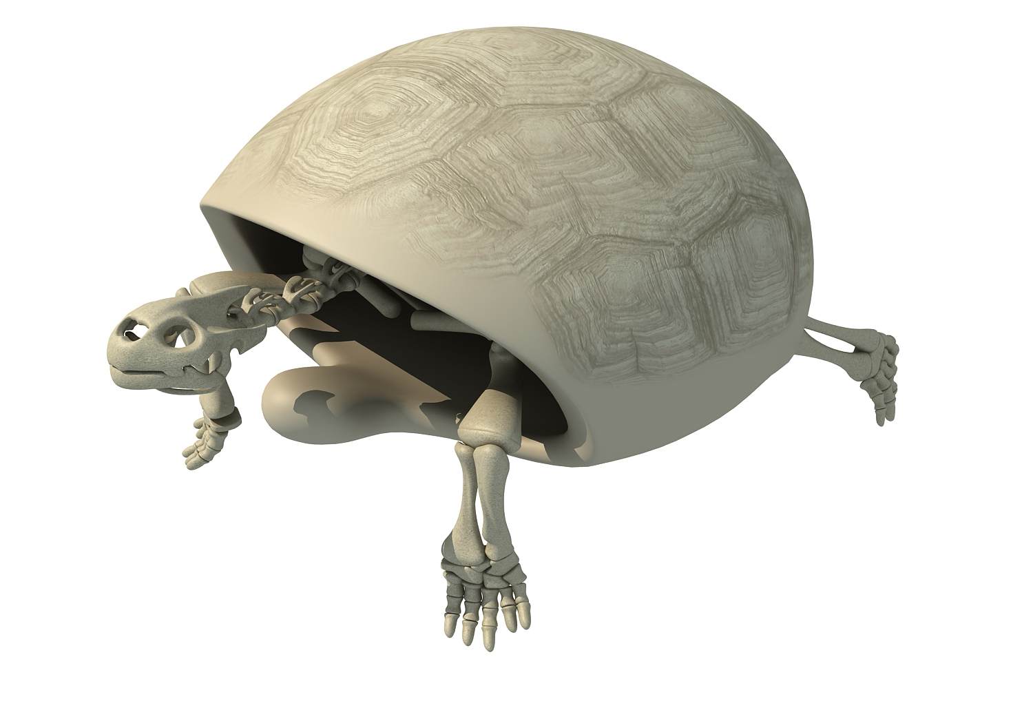 Tortoise skeleton 3D - TurboSquid 1235752