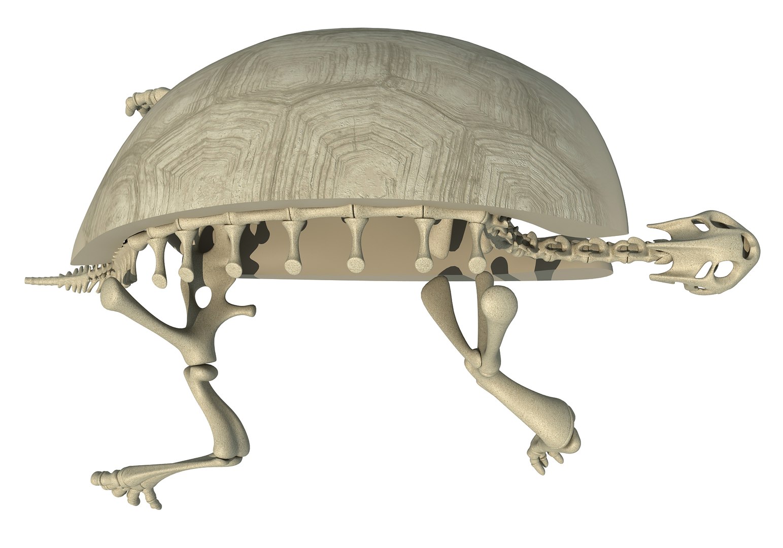 Tortoise Skeleton 3D - TurboSquid 1235752