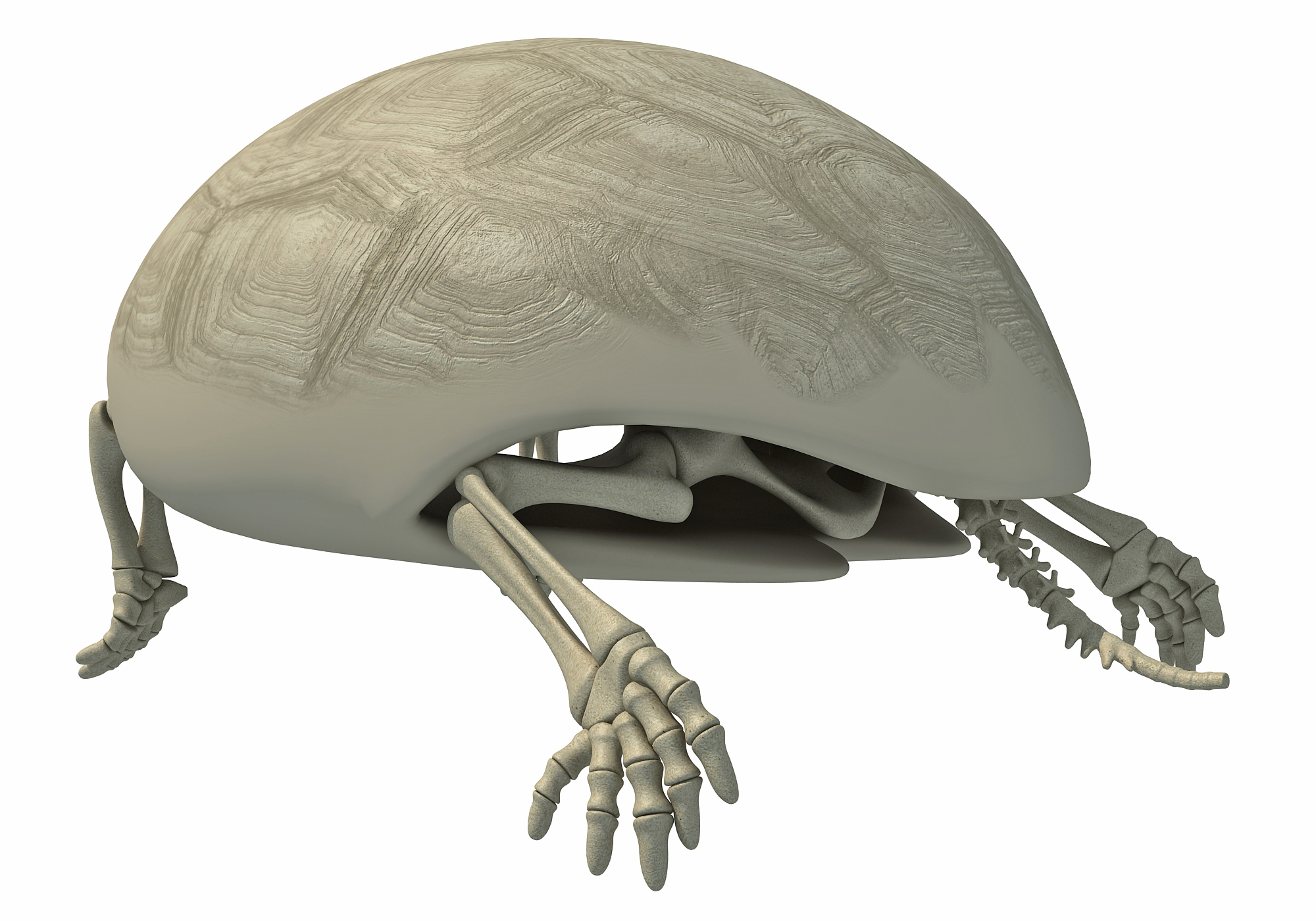 Tortoise skeleton 3D - TurboSquid 1235752