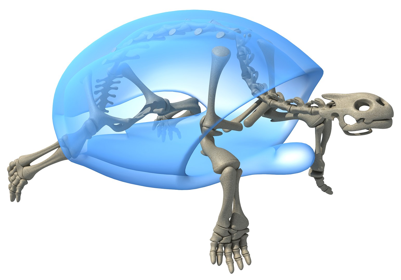Tortoise Skeleton 3D - TurboSquid 1235752