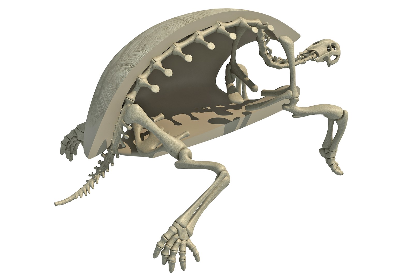 Tortoise Skeleton 3D - TurboSquid 1235752