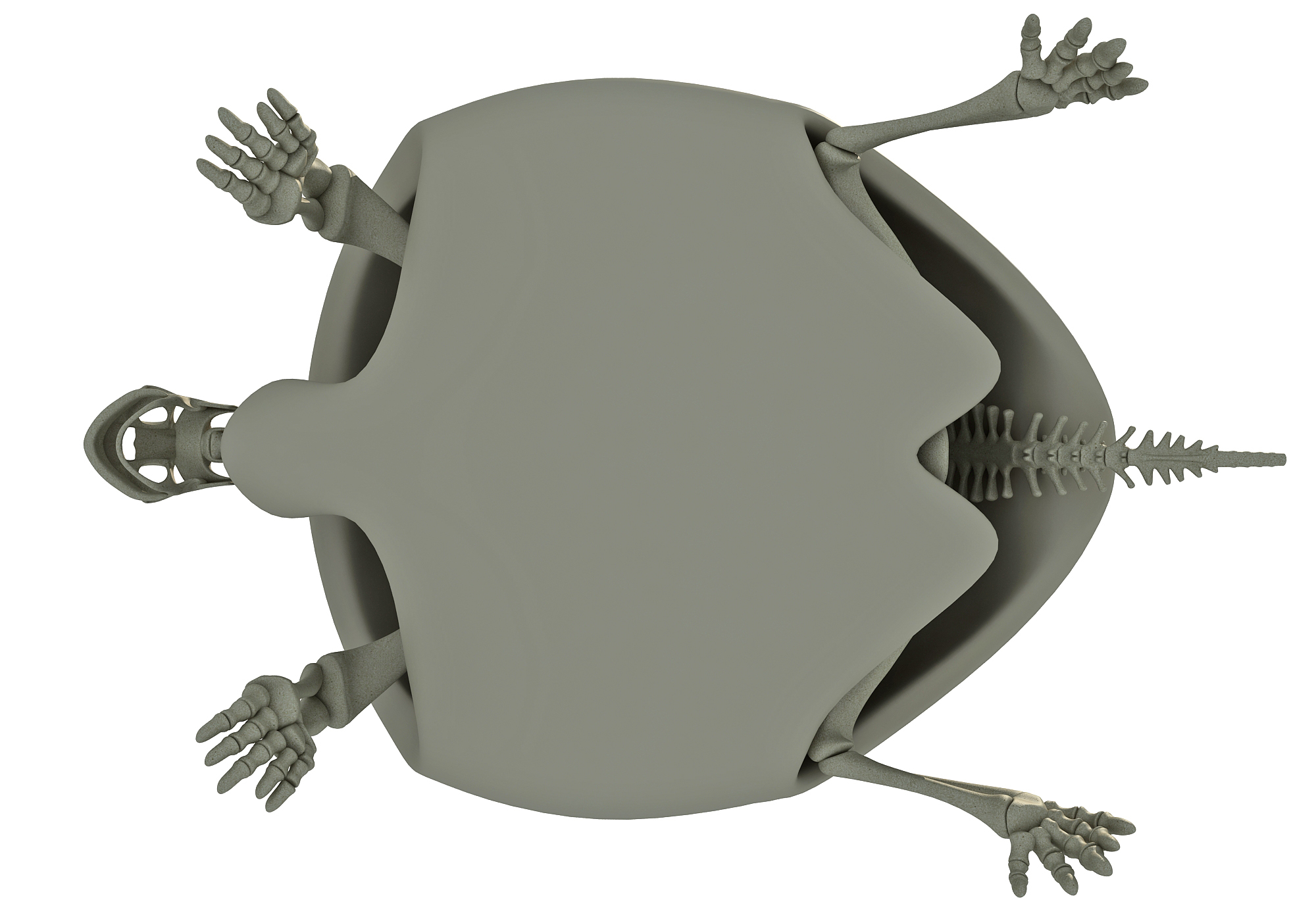 Tortoise skeleton 3D - TurboSquid 1235752