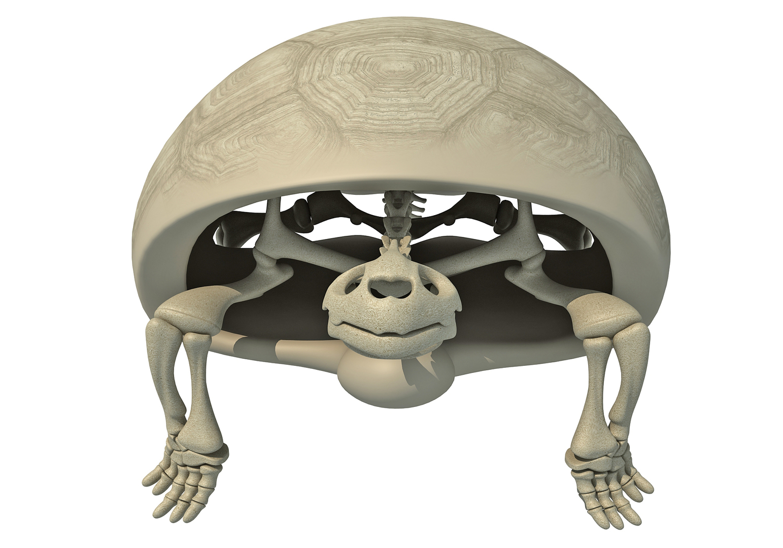 Tortoise skeleton 3D - TurboSquid 1235752