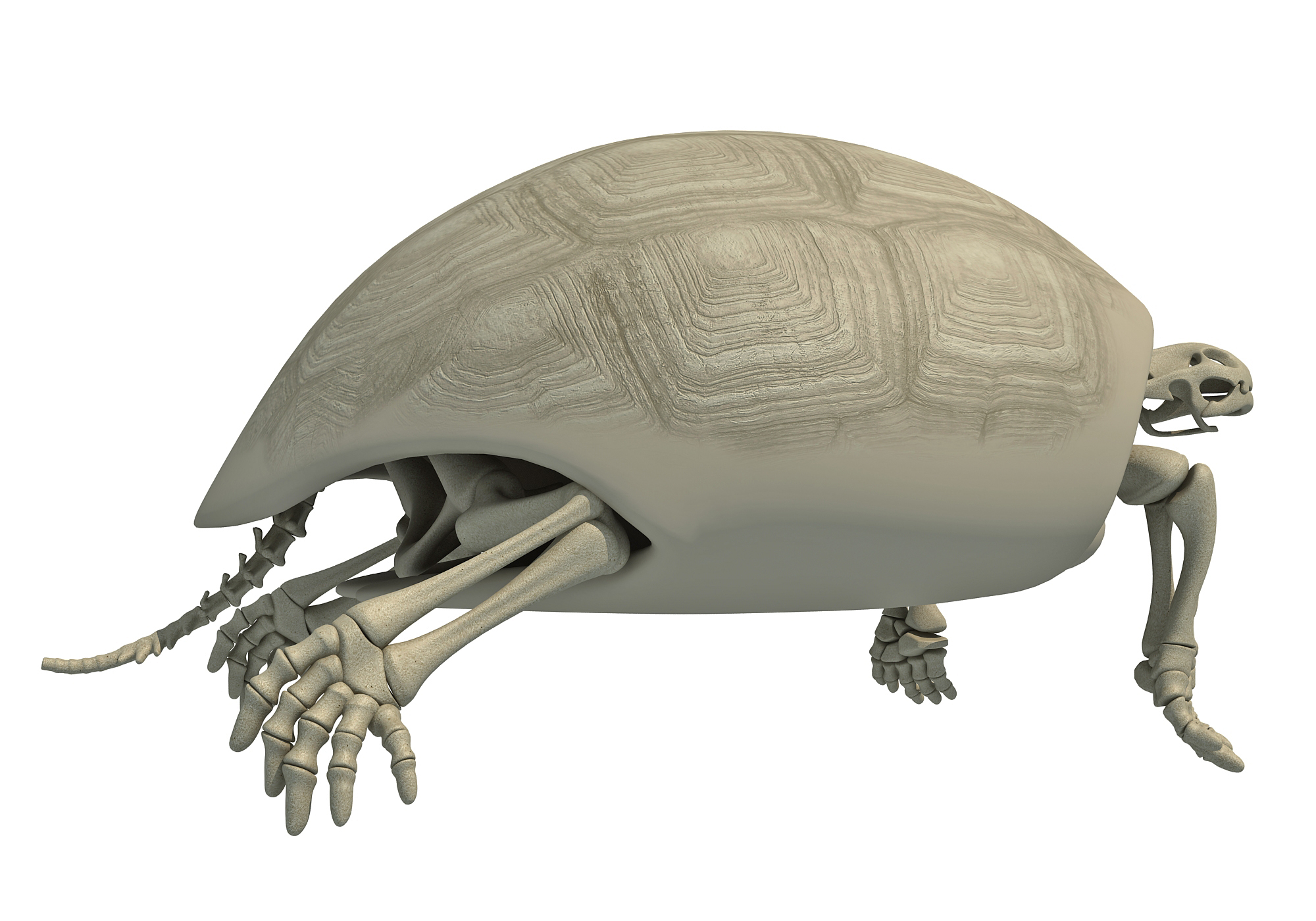 Tortoise skeleton 3D - TurboSquid 1235752