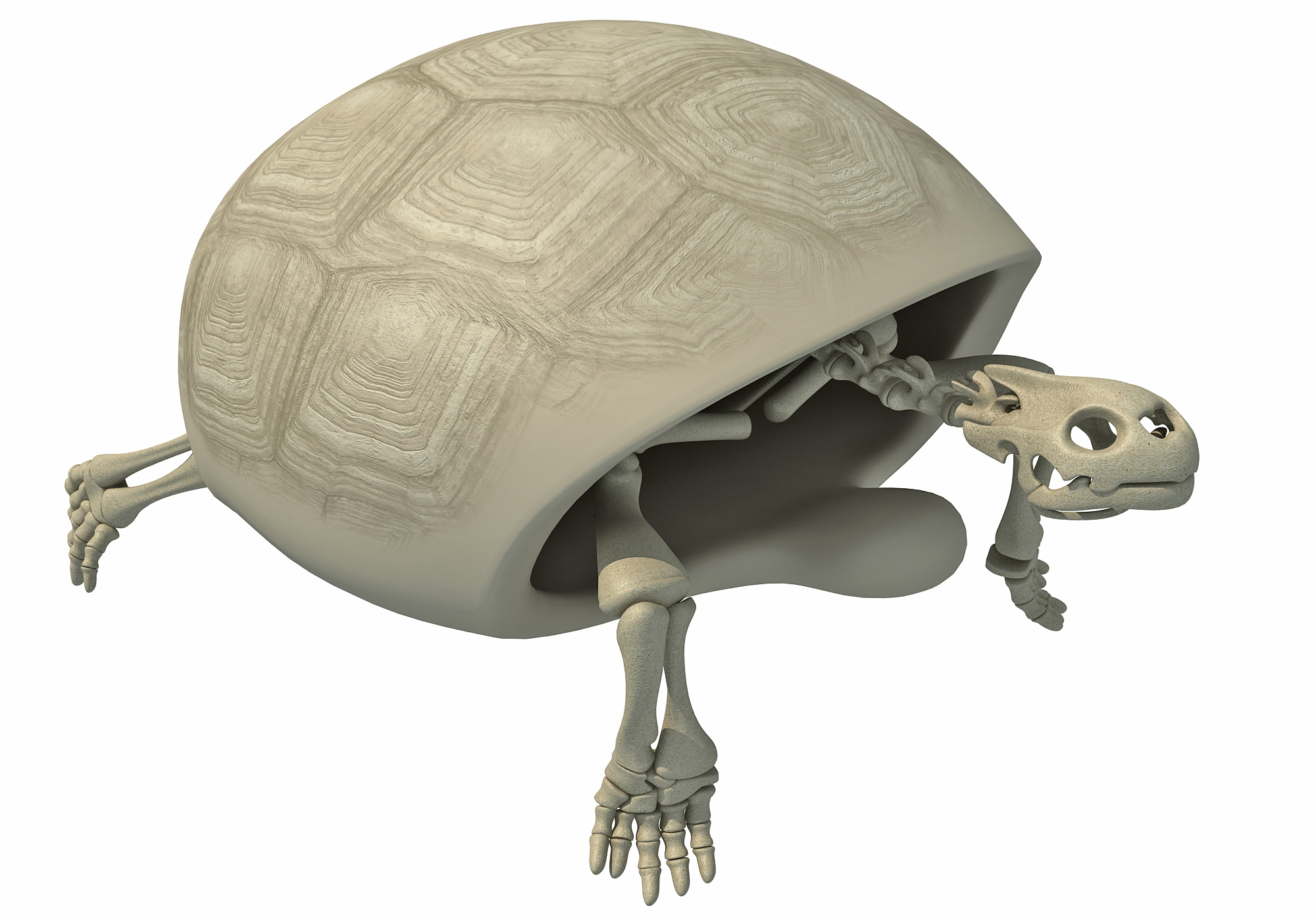 Tortoise skeleton 3D - TurboSquid 1235752