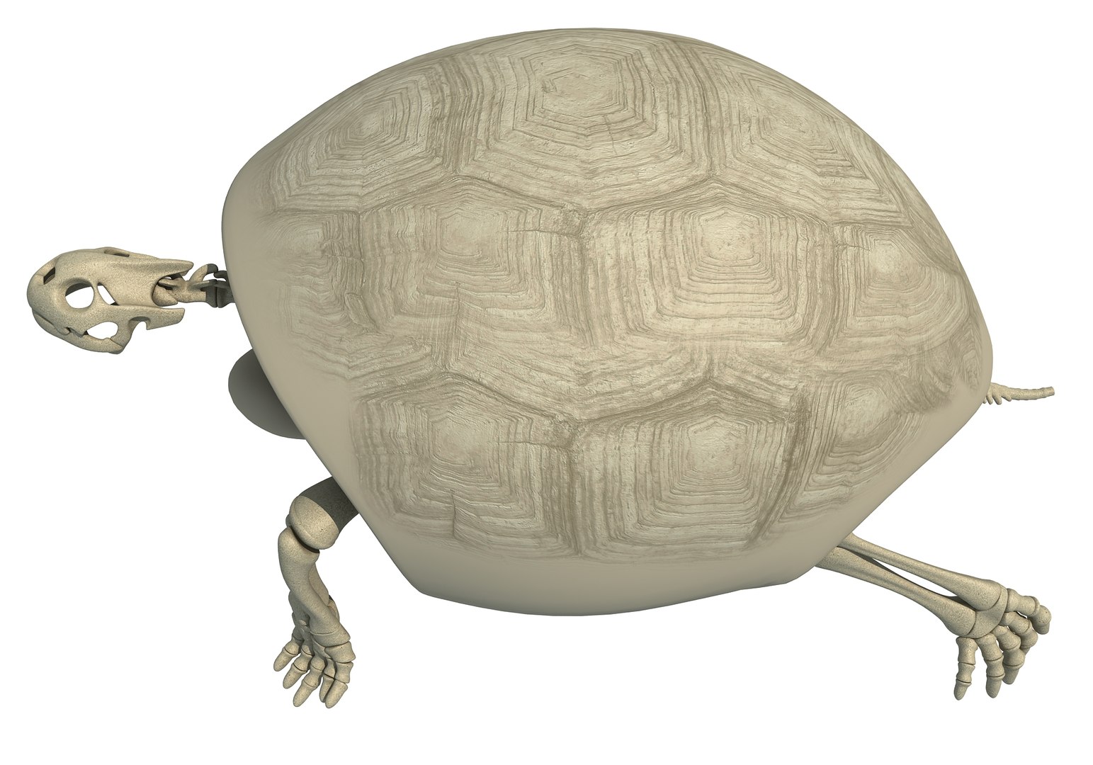 Tortoise Skeleton 3D - TurboSquid 1235752