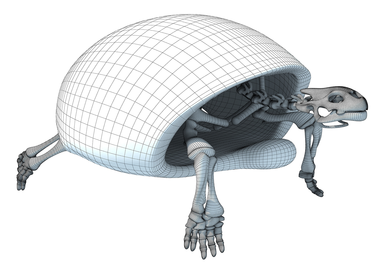 Tortoise skeleton 3D - TurboSquid 1235752