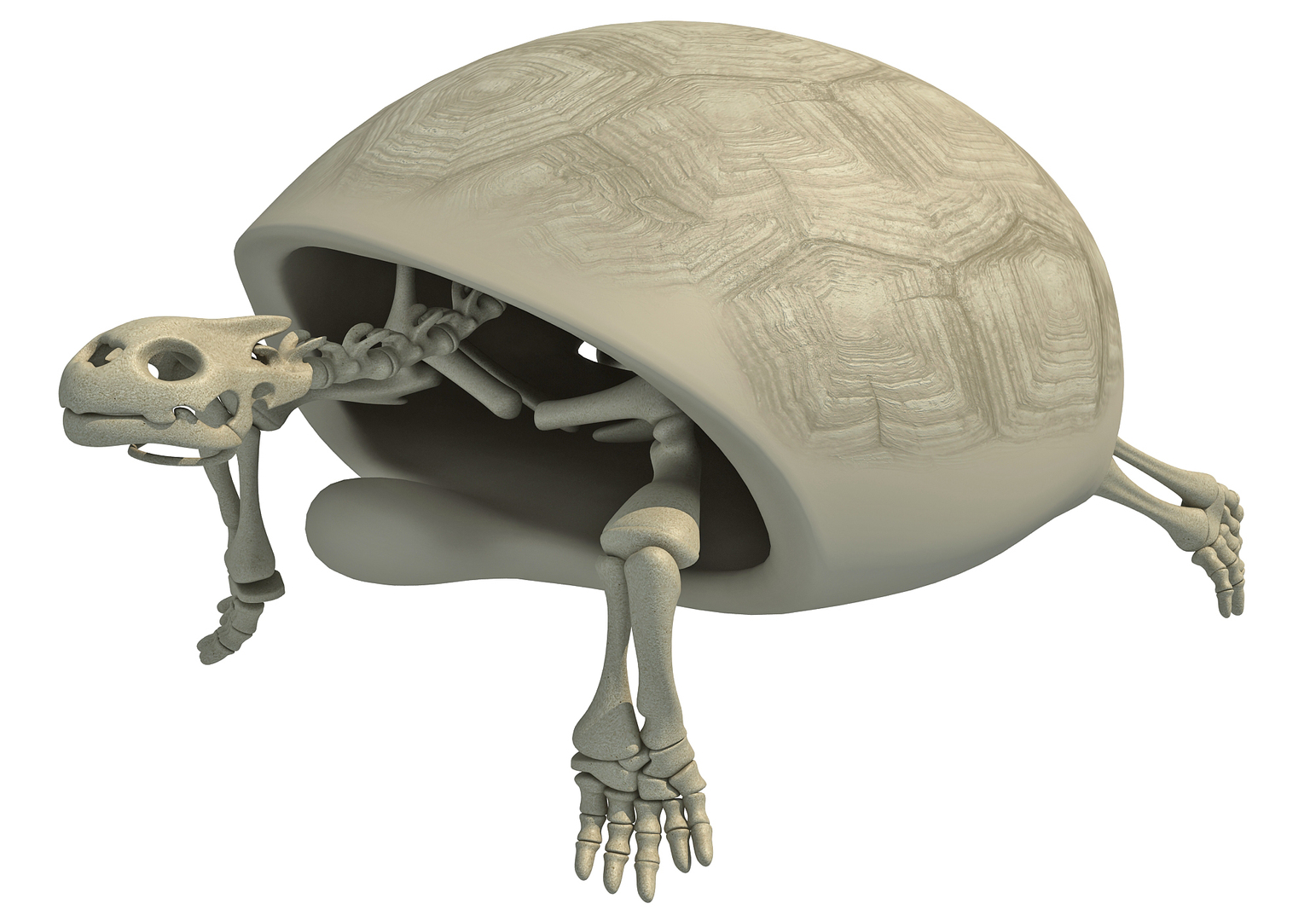Tortoise skeleton 3D - TurboSquid 1235752