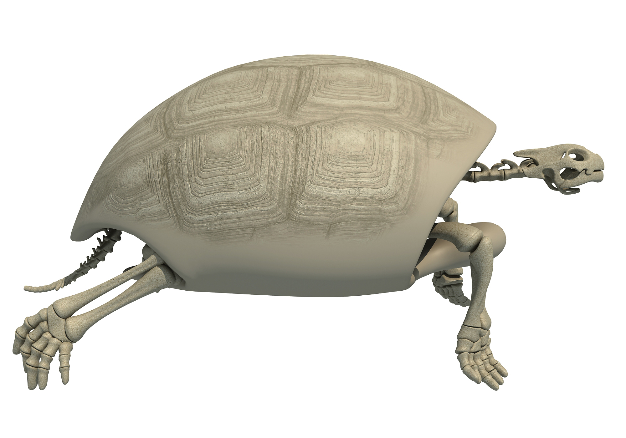Tortoise skeleton 3D - TurboSquid 1235752