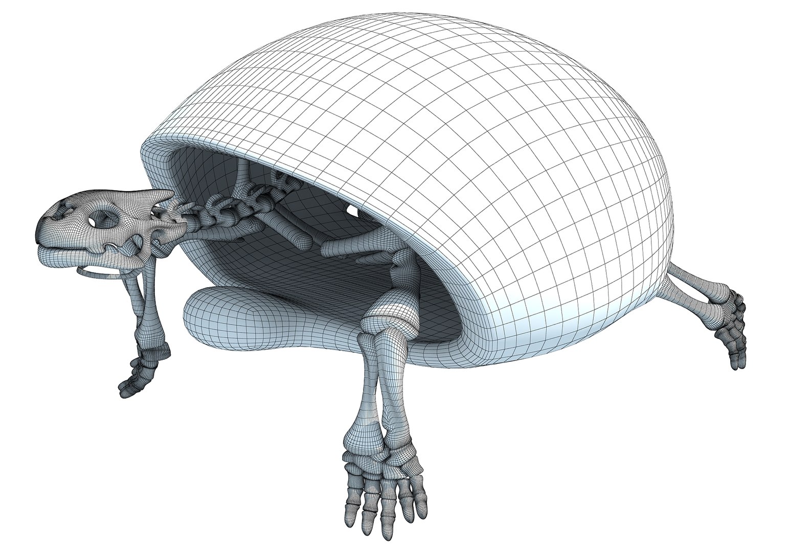 Tortoise Skeleton 3D - TurboSquid 1235752